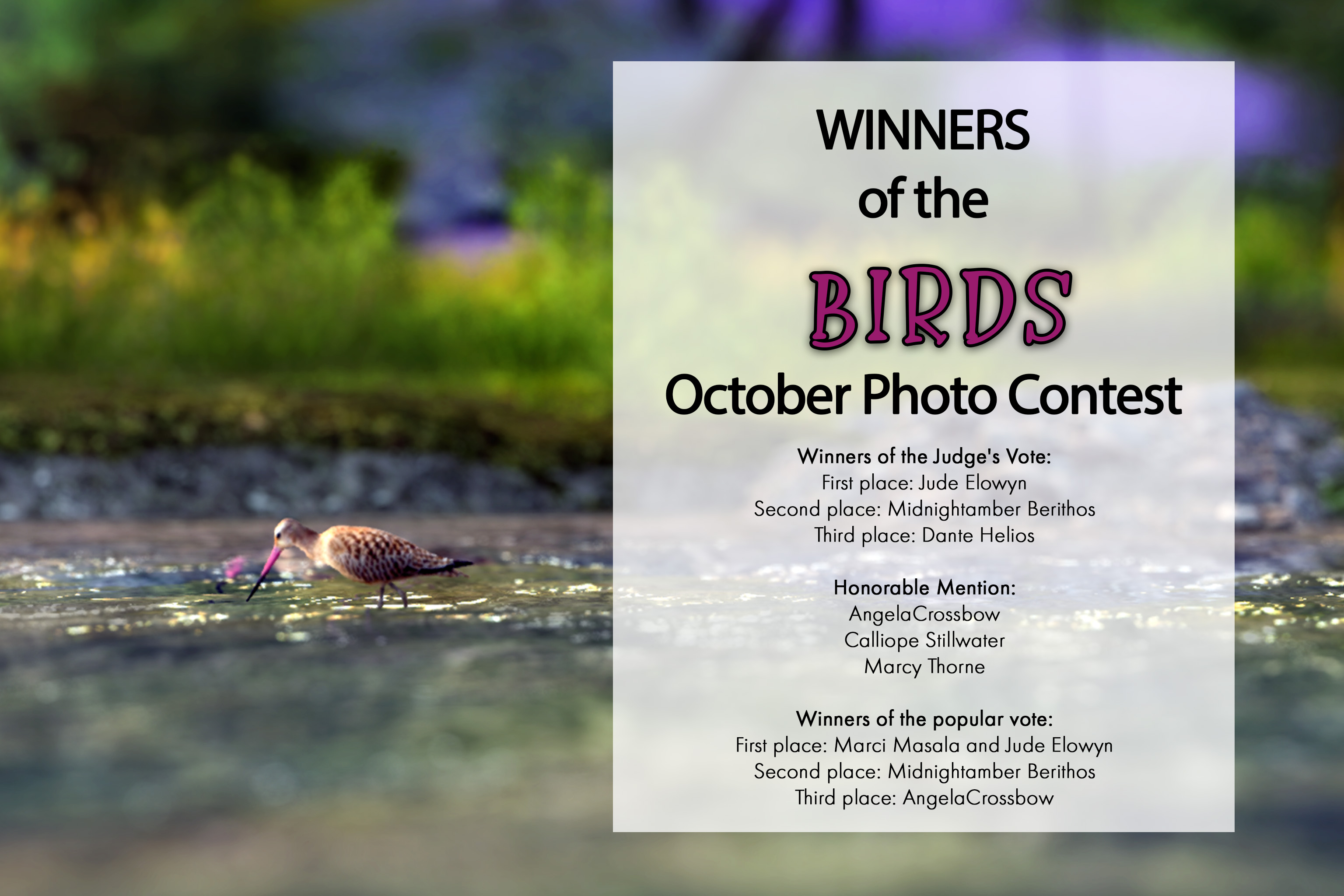 November 2023 - Photo Contest - FOCUS Magazine - Shining a Light on ...